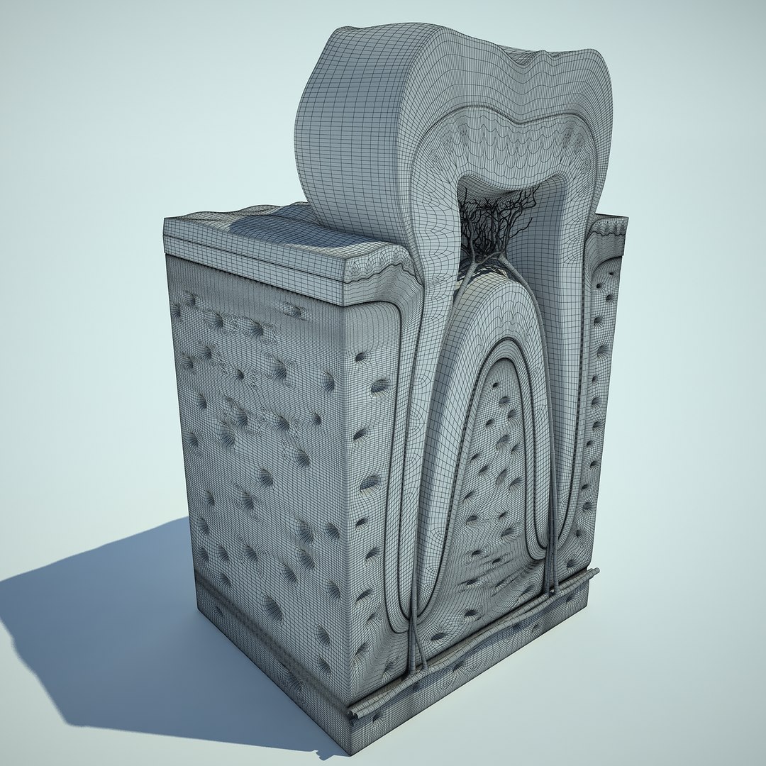 Tooth Anatomy 3d Model