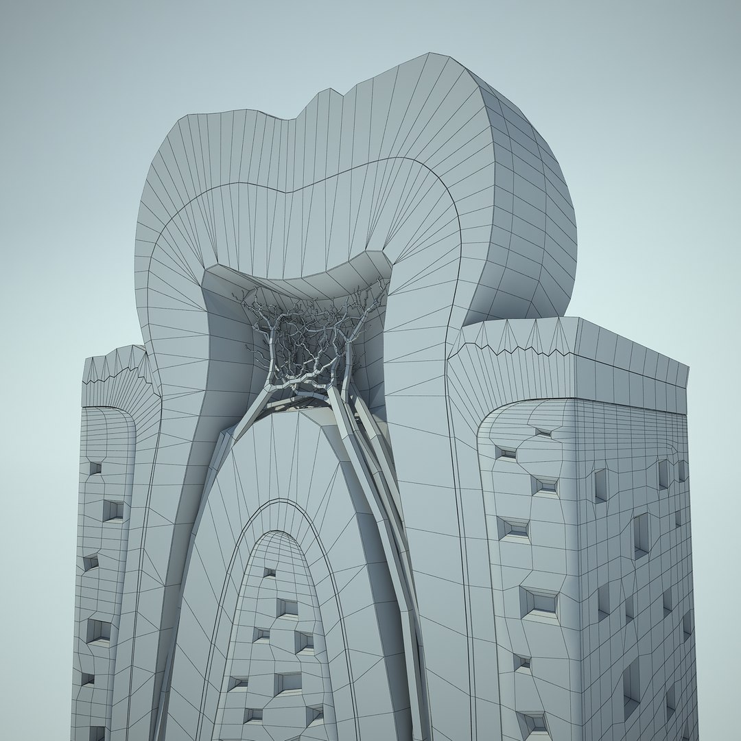 Tooth Anatomy 3d Model