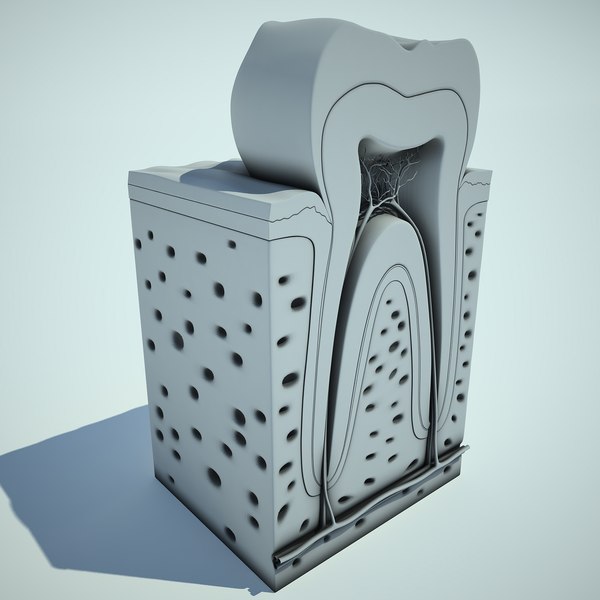 tooth anatomy 3d model