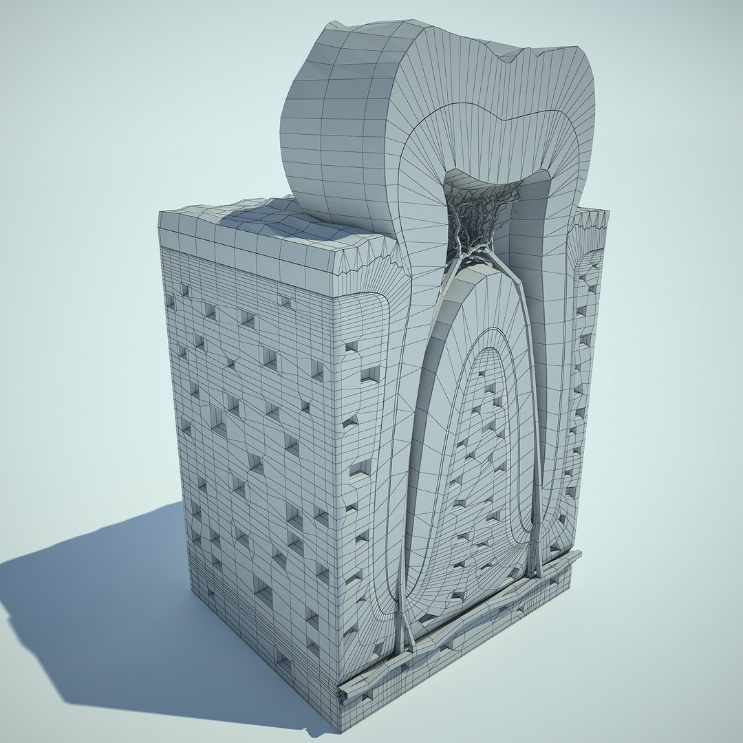 Tooth Anatomy 3d Model