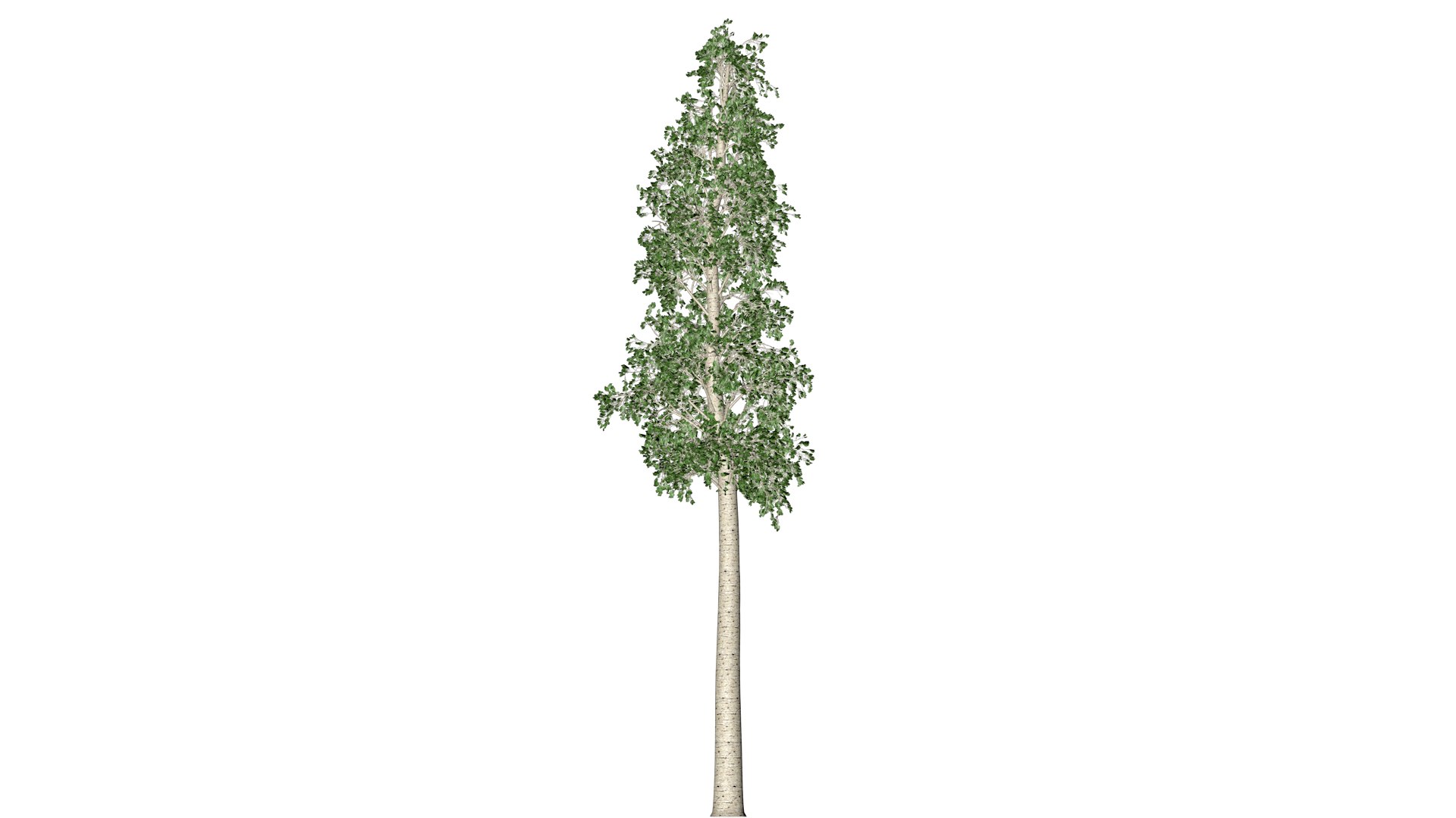 3D European Aspen Tree - 10 - Model - TurboSquid 2375817