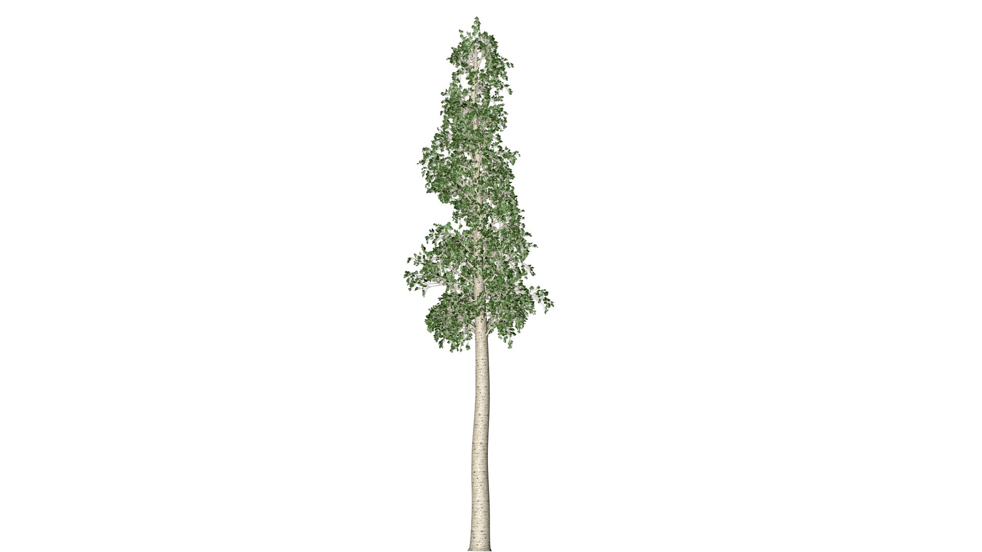 3D European Aspen Tree - 10 - Model - TurboSquid 2375817