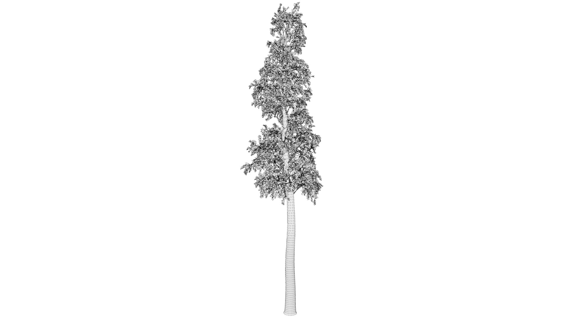 3D European Aspen Tree - 10 - Model - TurboSquid 2375817