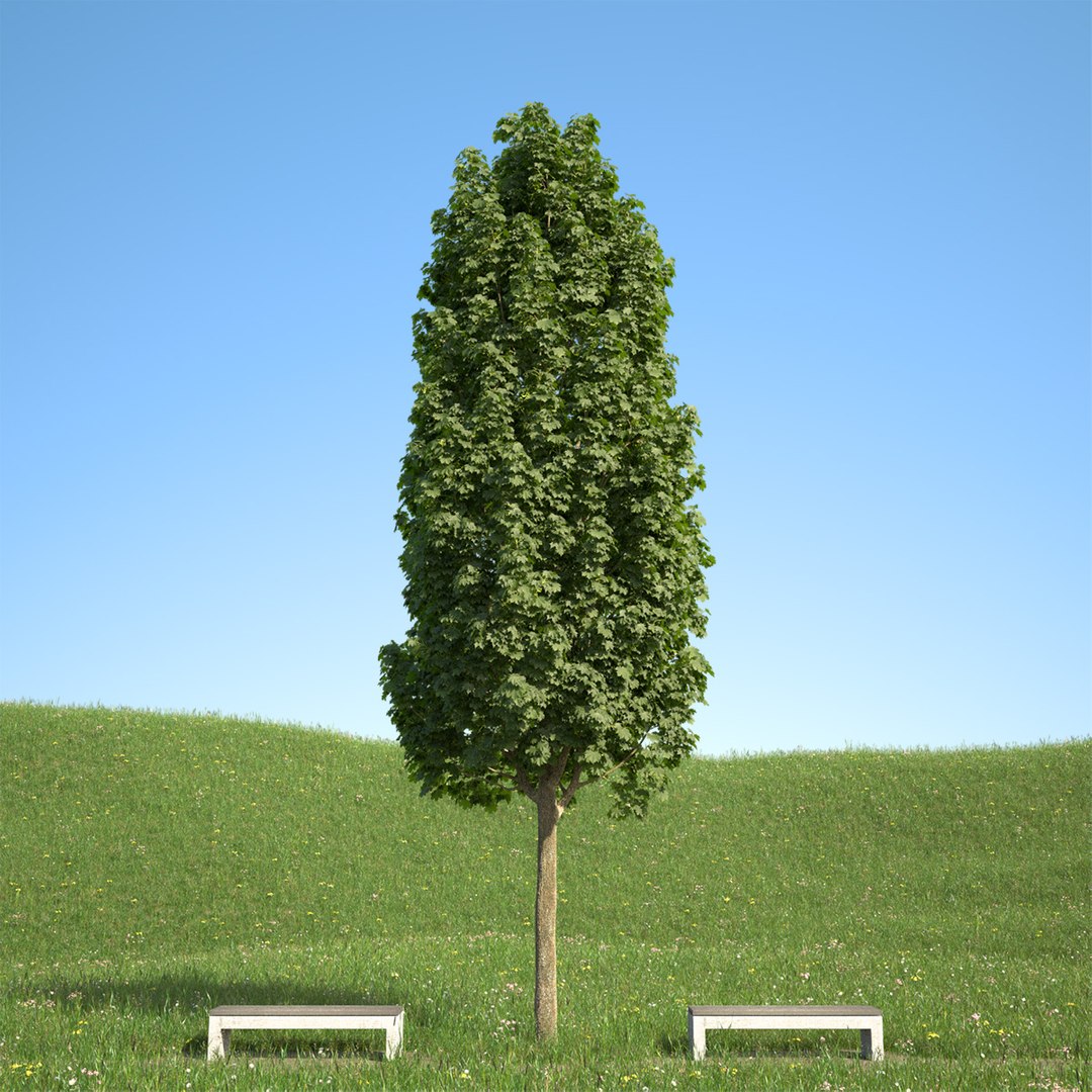 3d Norway Maple Tree Columnar