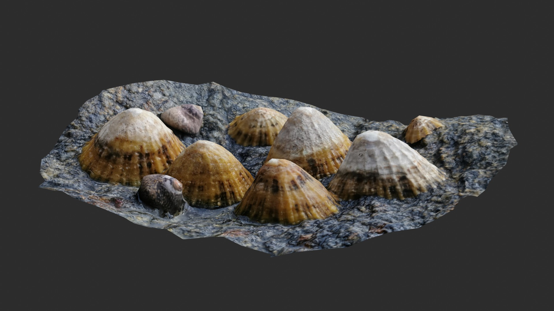 Shell Group 3D Scan 1 3D - TurboSquid 1786330