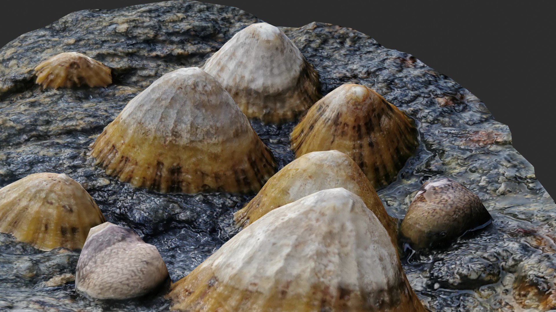 Shell Group 3D Scan 1 3D - TurboSquid 1786330