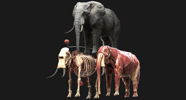 Anatomía Del Elefante Africano Elefante Africano EcuRed