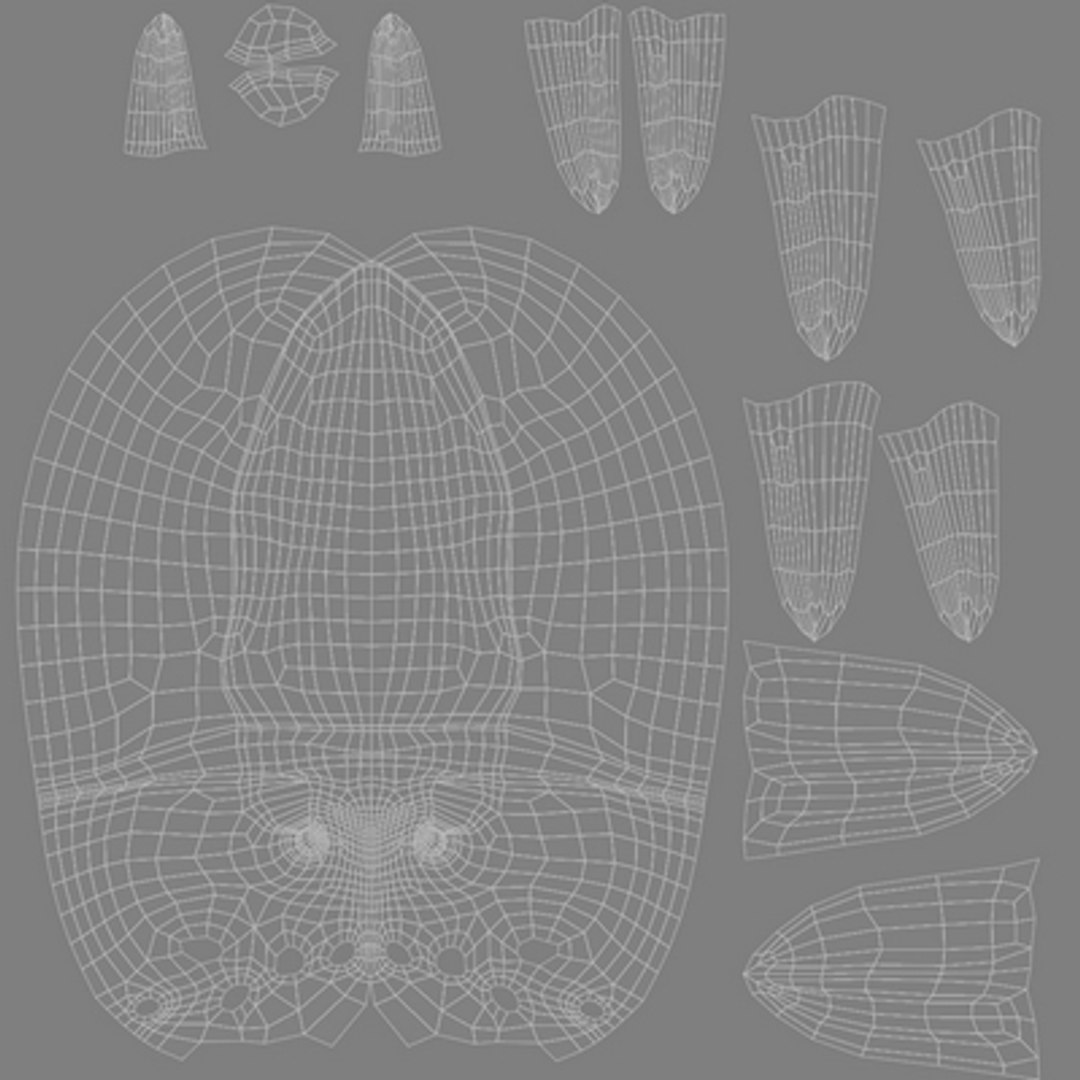 cuttlefish base mesh 3d model