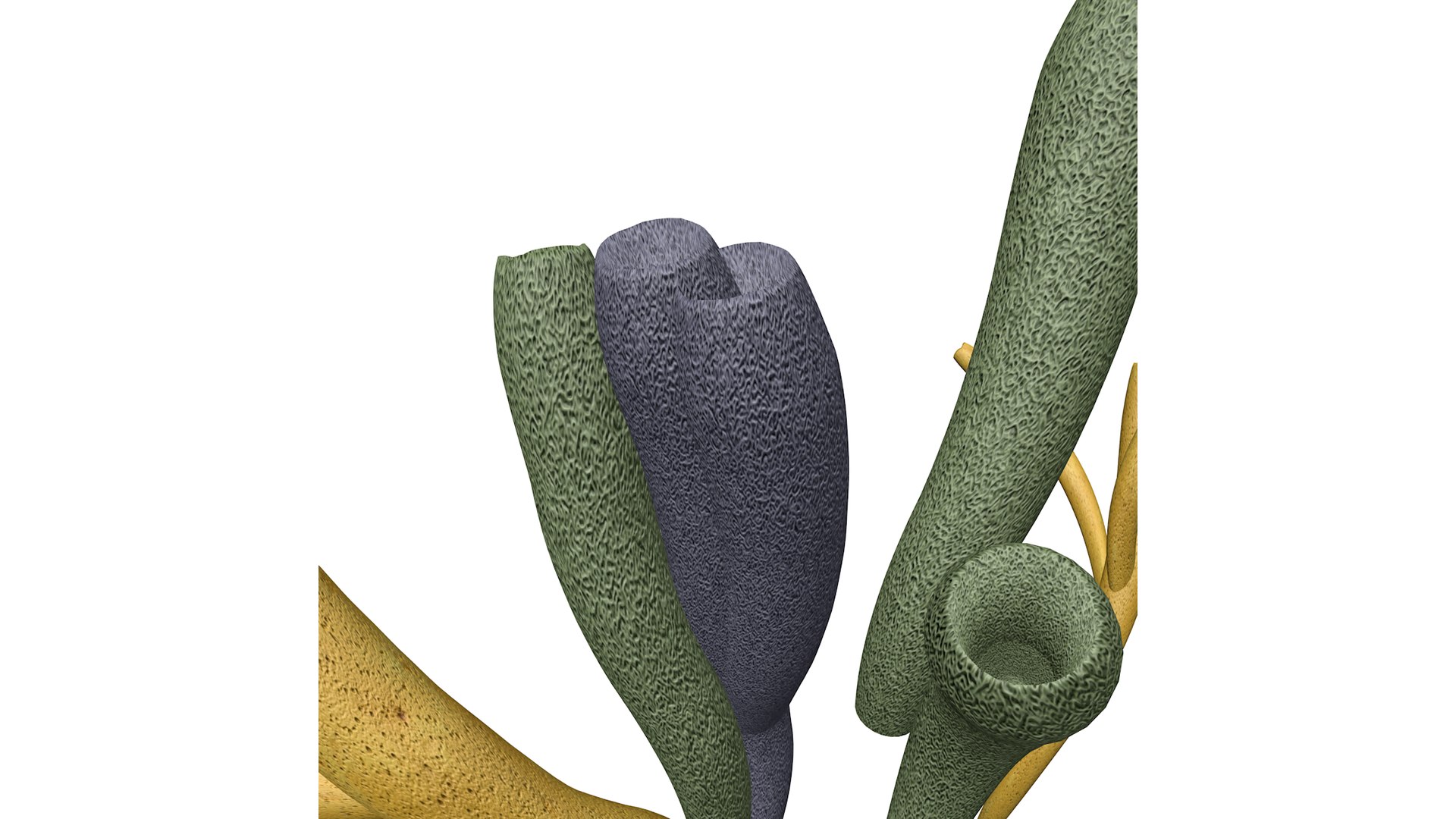 Tube Sponge - 02 - Model - TurboSquid 2371847