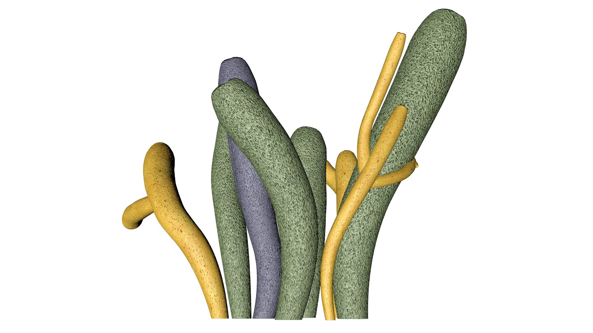 Tube Sponge Plant Collection 3D - TurboSquid 2377967