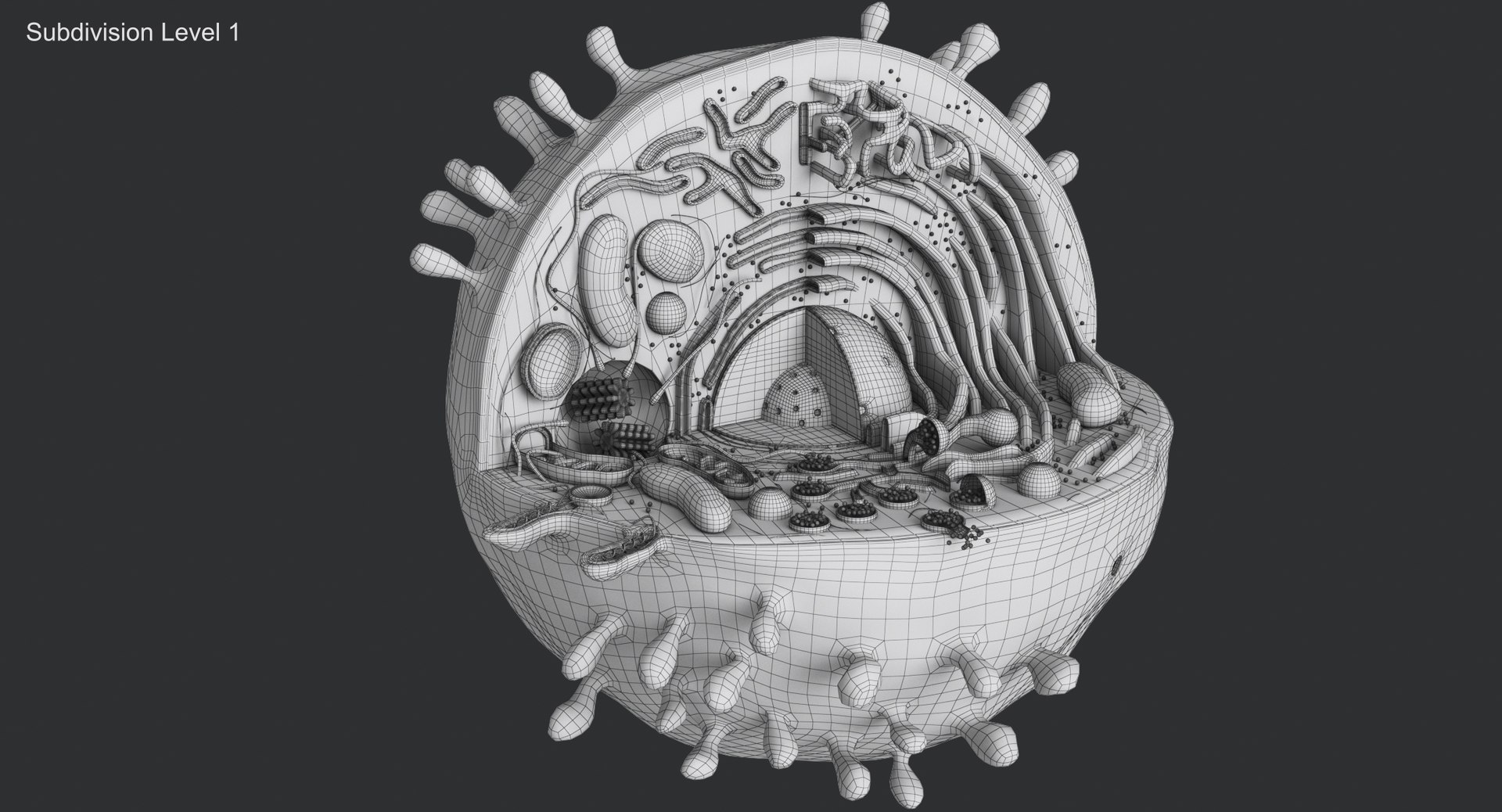 Animal cell model - TurboSquid 1412295