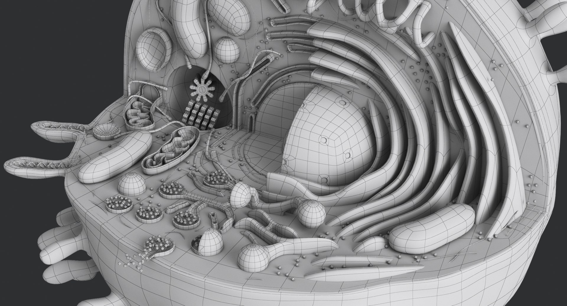 Animal cell model - TurboSquid 1412295