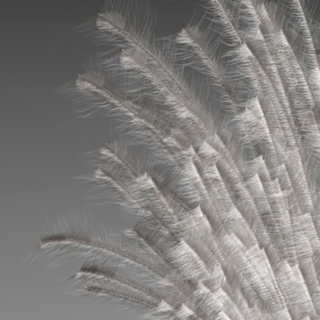 White Feather Shell 3d Model