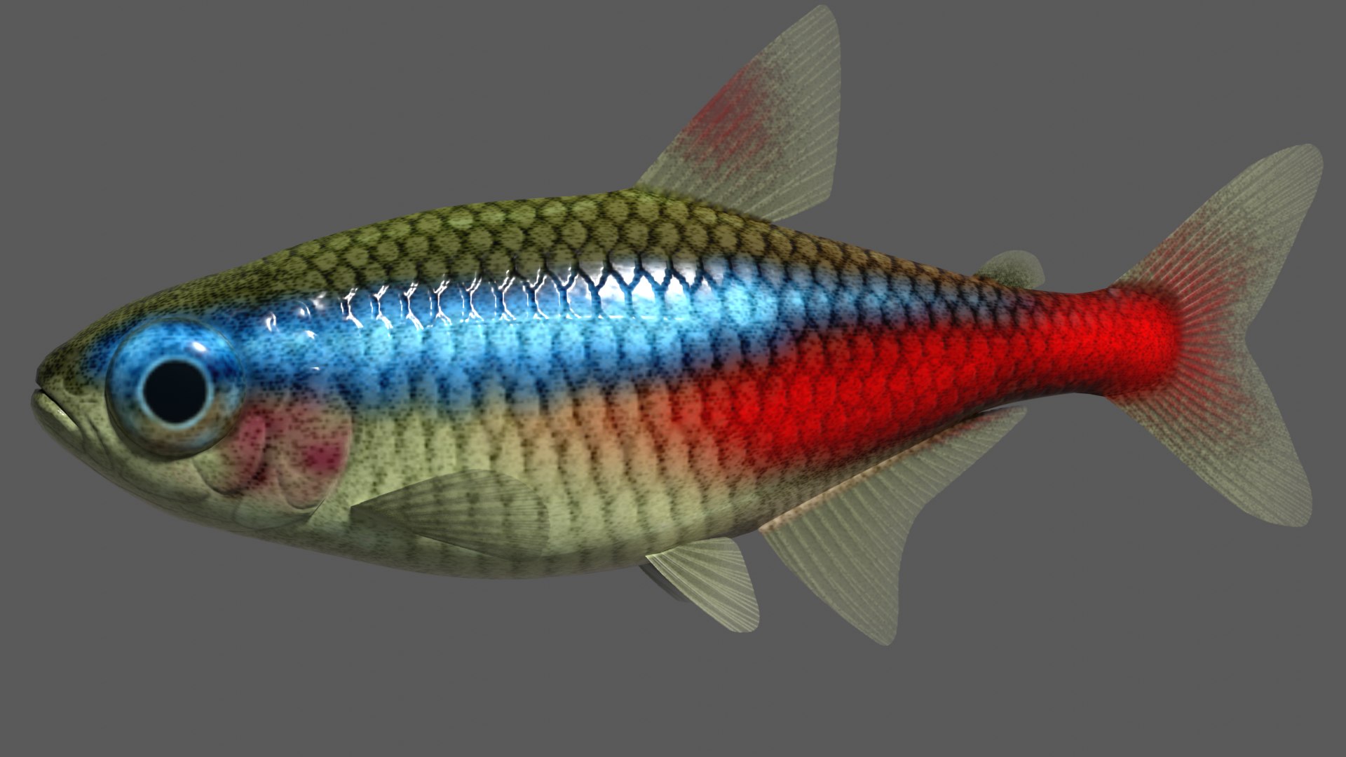 Neon Tetra 3d Model
