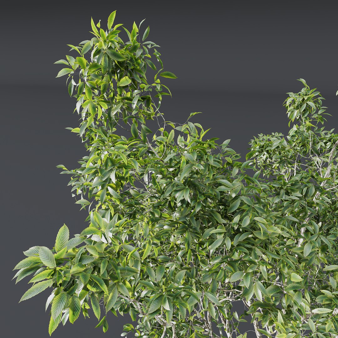 3D 6 Different SETS Of Tree SET VOL11 Model - TurboSquid 2141436