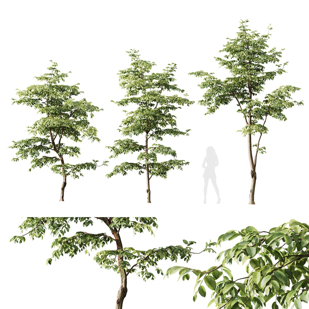 3D 6 Different SETS Of Tree SET VOL11 Model - TurboSquid 2141436
