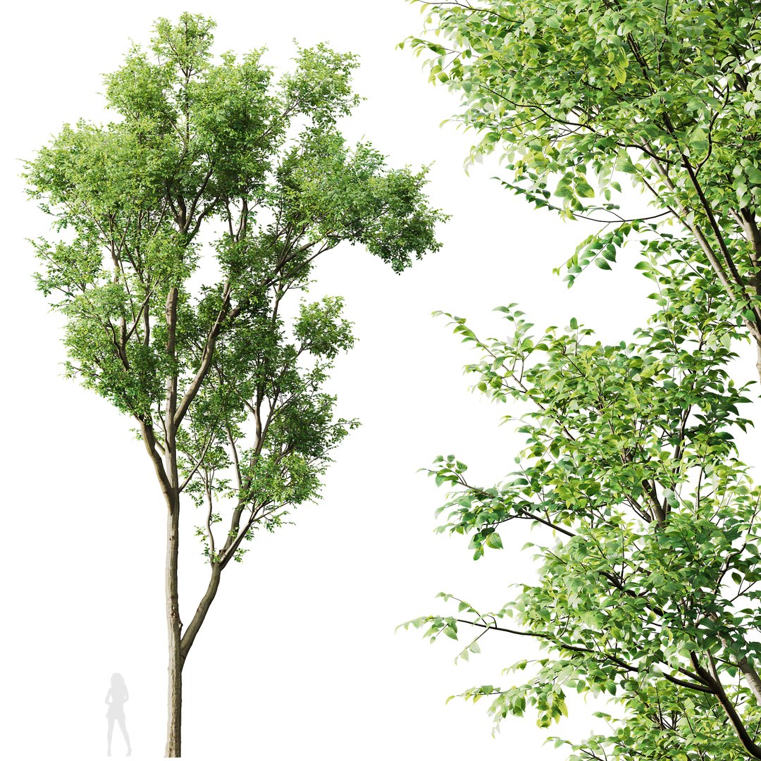 3D 6 Different SETS Of Tree SET VOL11 Model - TurboSquid 2141436