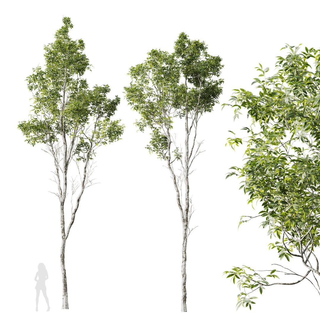 3D 6 Different SETS Of Tree SET VOL11 Model - TurboSquid 2141436
