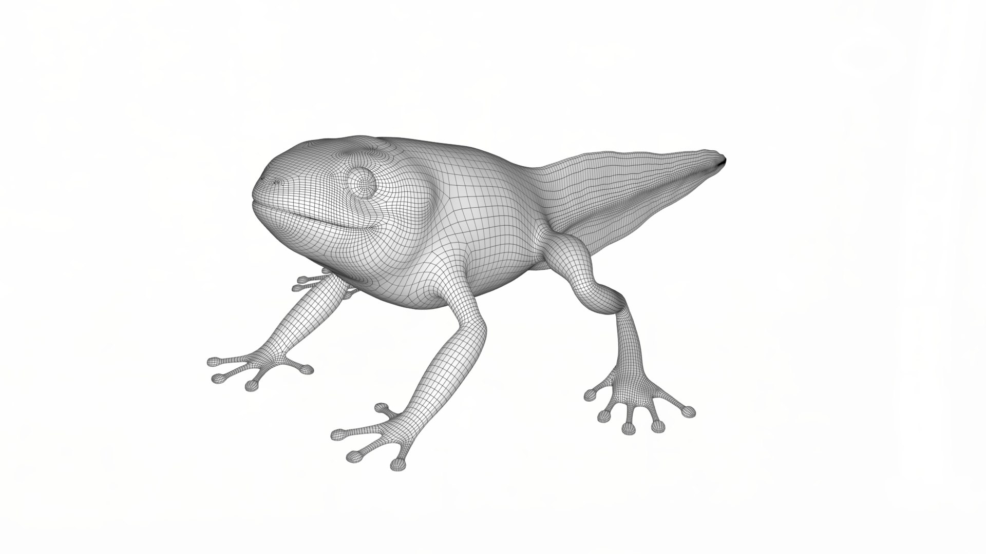 3D Frog Tadpole Toad - TurboSquid 1714263