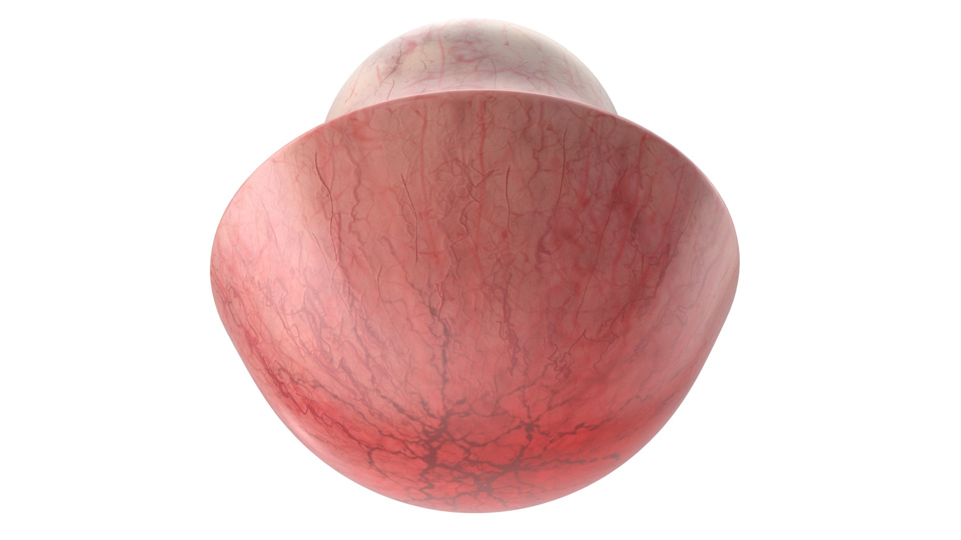 3D Realistic Owl Eye - TurboSquid 2196869