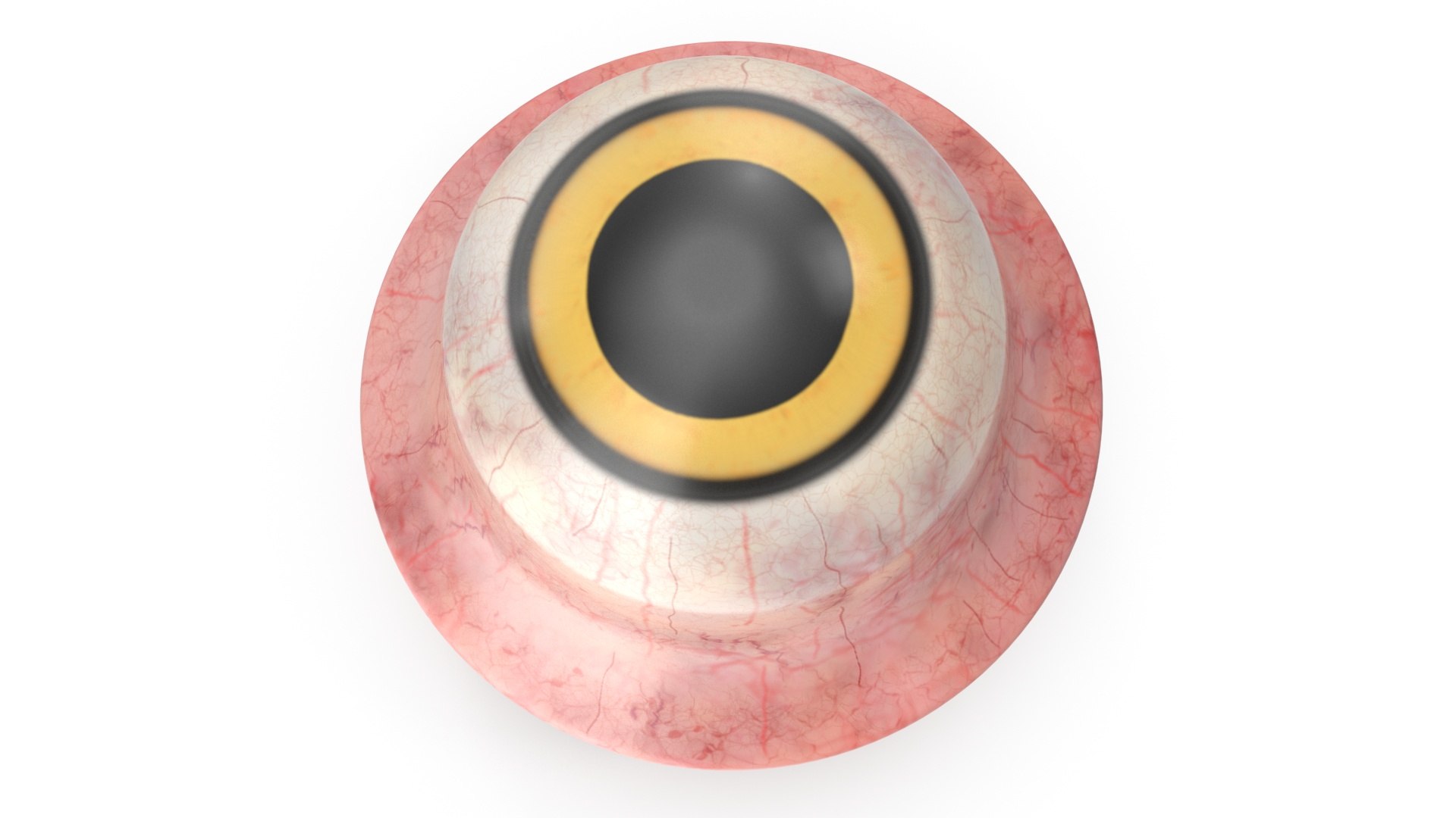 3D Realistic Owl Eye - TurboSquid 2196869