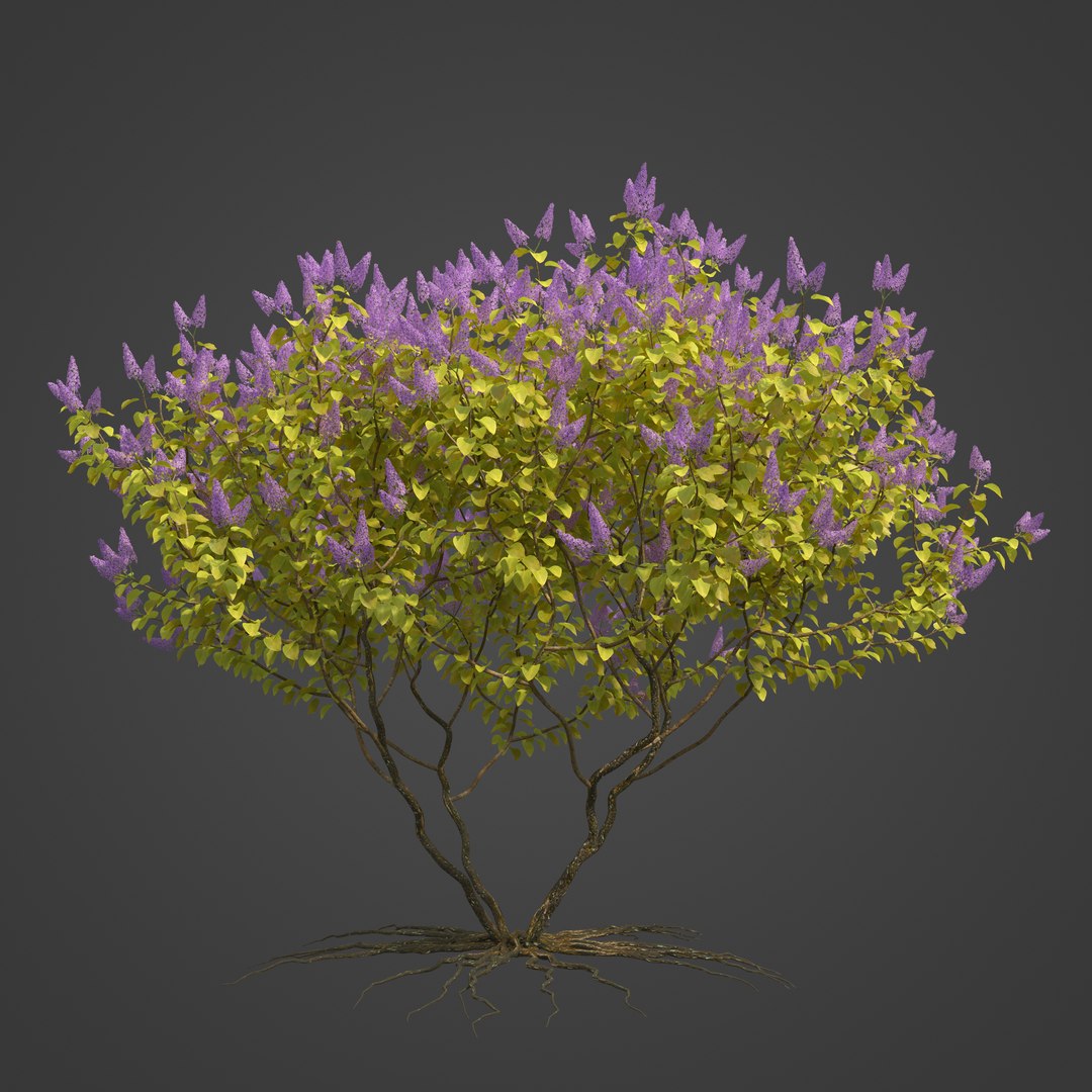 3D Model 2021 PBR Common Lilac Collection - Syringa Vulgaris ...