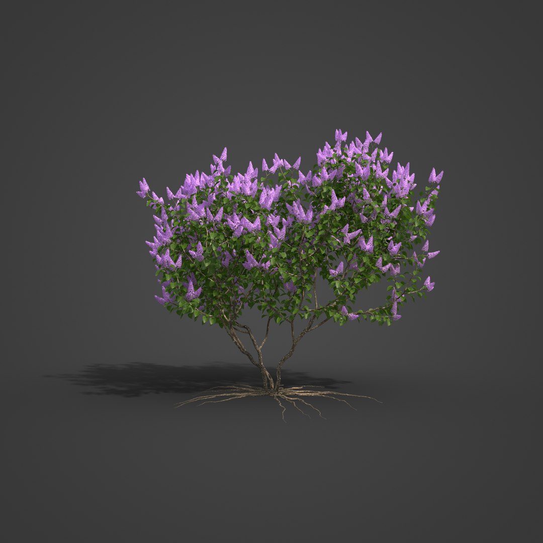 3D Model 2021 PBR Common Lilac Collection - Syringa Vulgaris ...