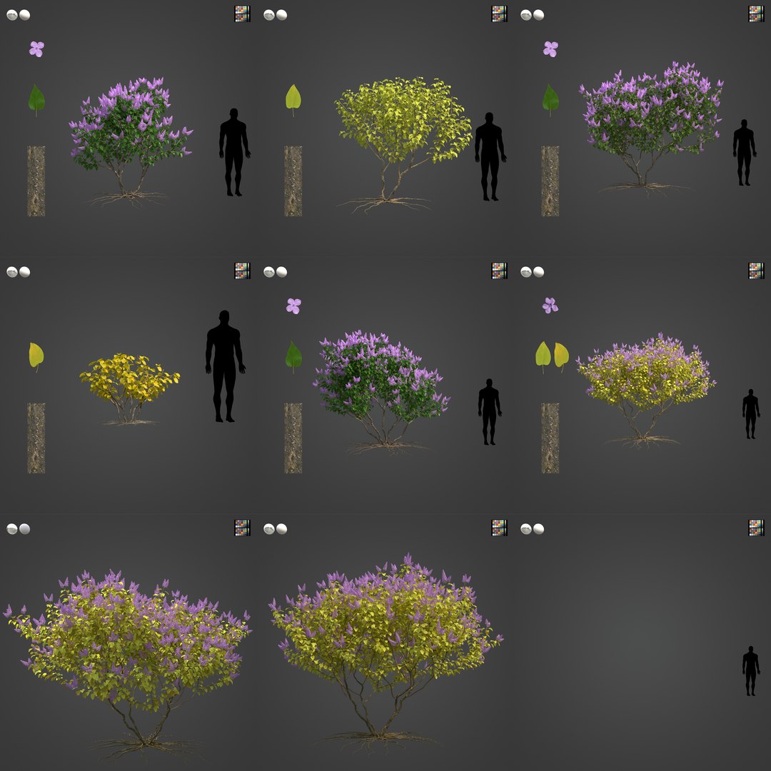 3D Model 2021 PBR Common Lilac Collection - Syringa Vulgaris ...