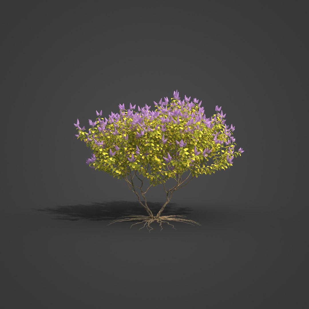 3D Model 2021 PBR Common Lilac Collection - Syringa Vulgaris ...
