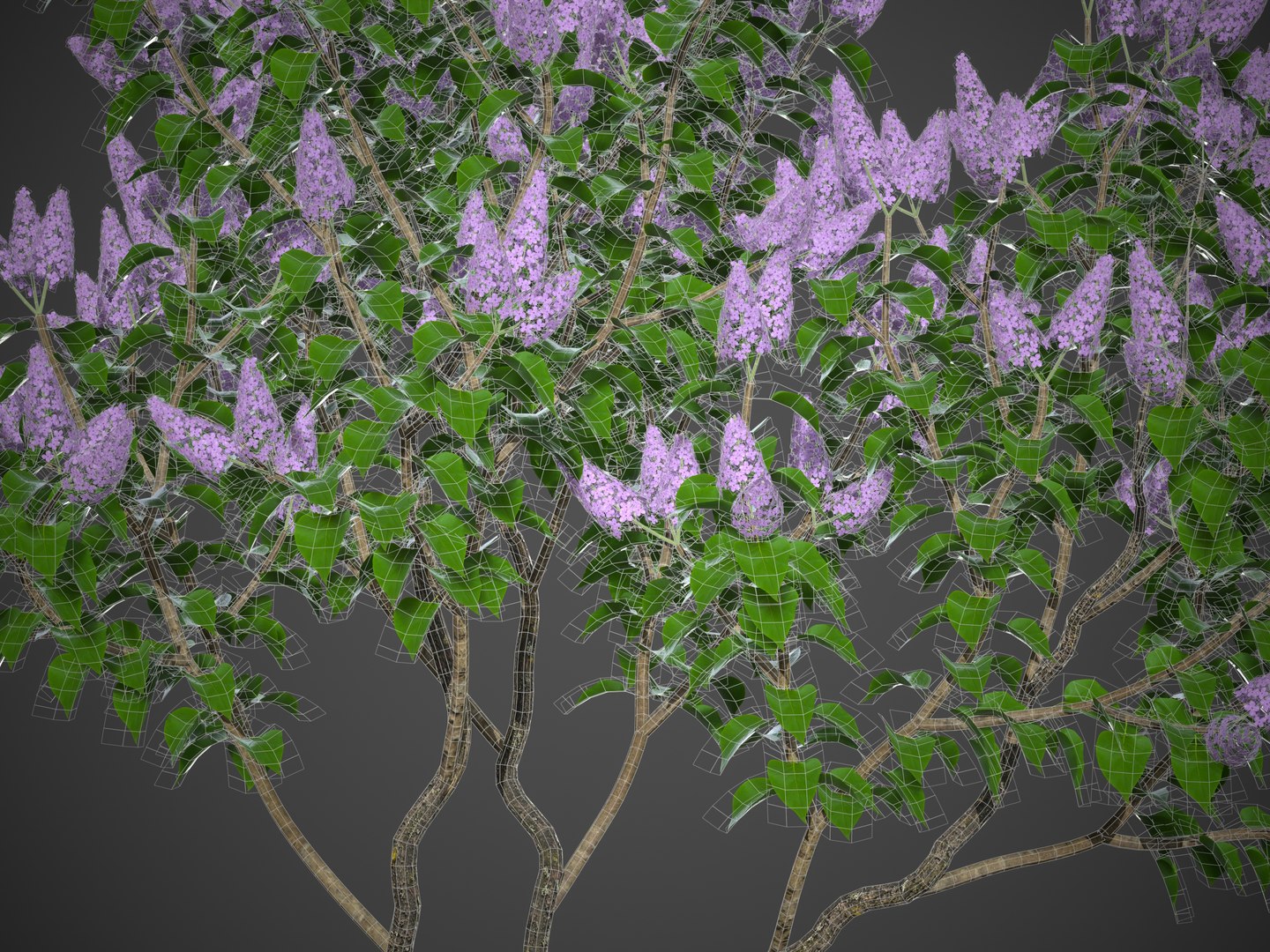 3D Model 2021 PBR Common Lilac Collection - Syringa Vulgaris ...