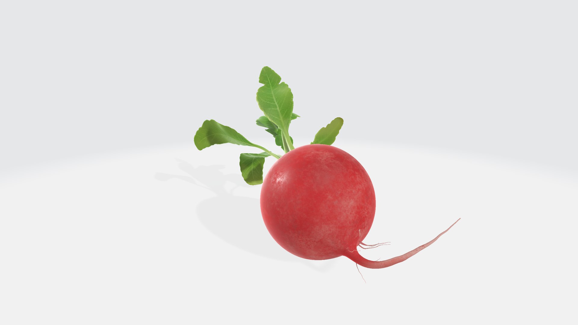 Radish 3D Model - TurboSquid 2347318