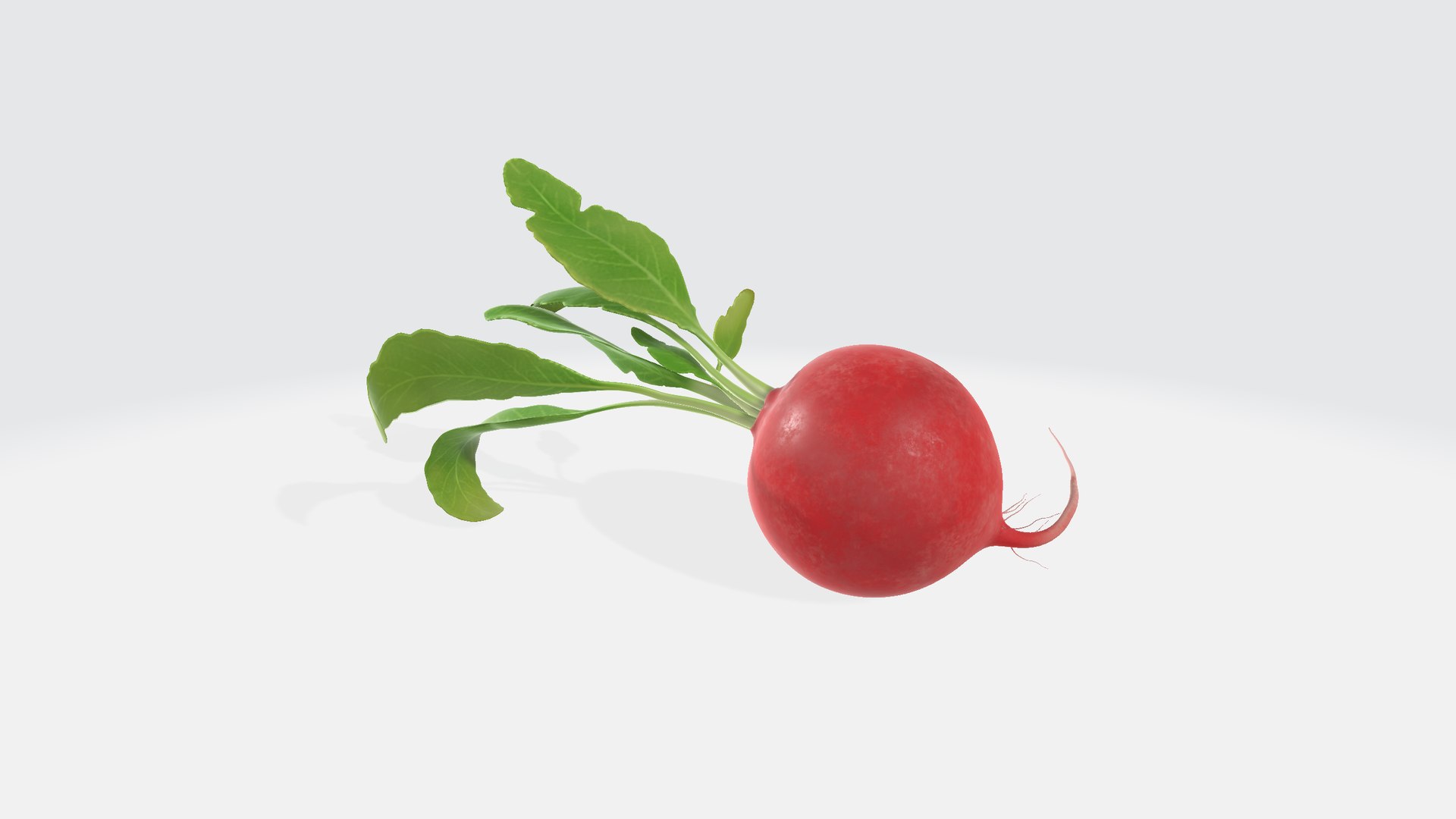 Radish 3D Model - TurboSquid 2347318
