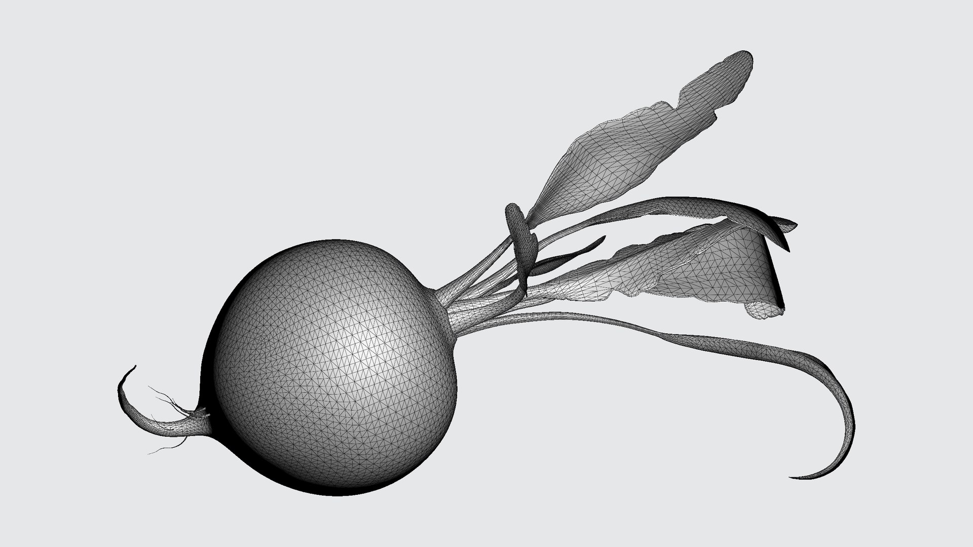 Radish 3D Model - TurboSquid 2347318