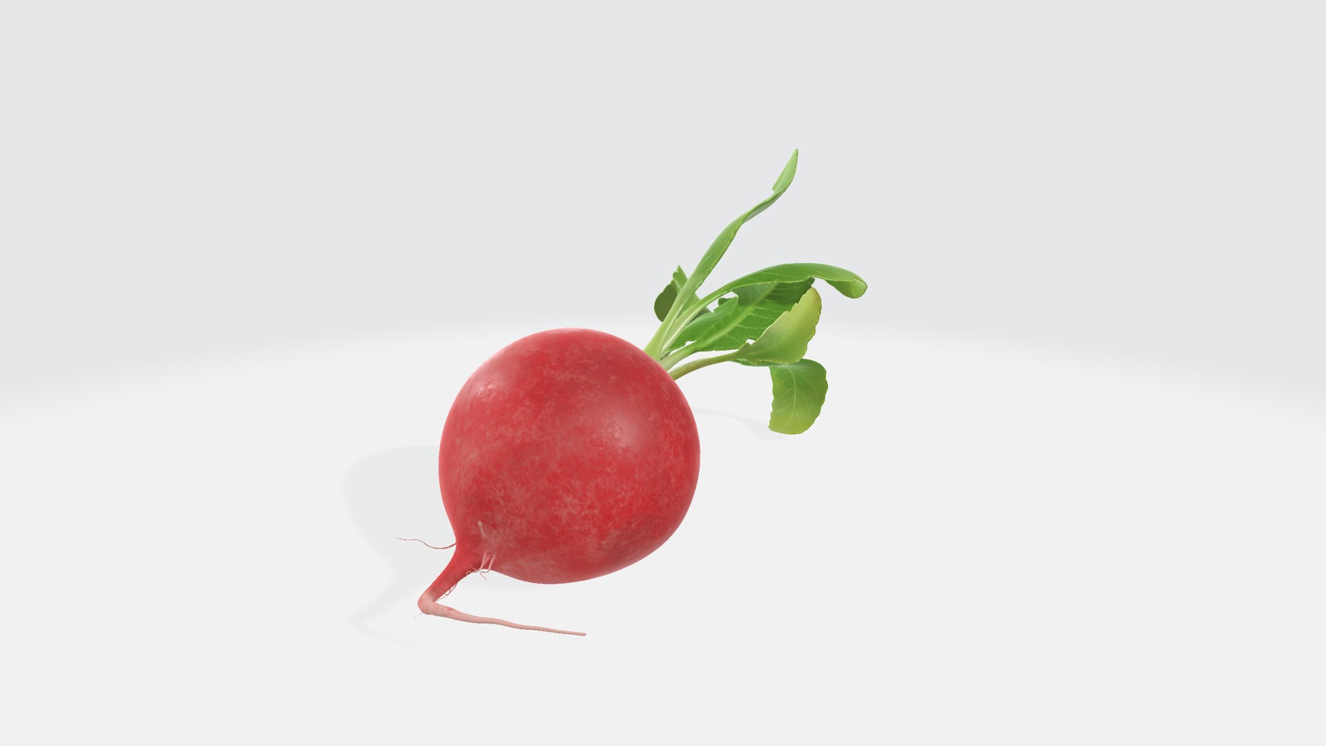 Radish 3D Model - TurboSquid 2347318