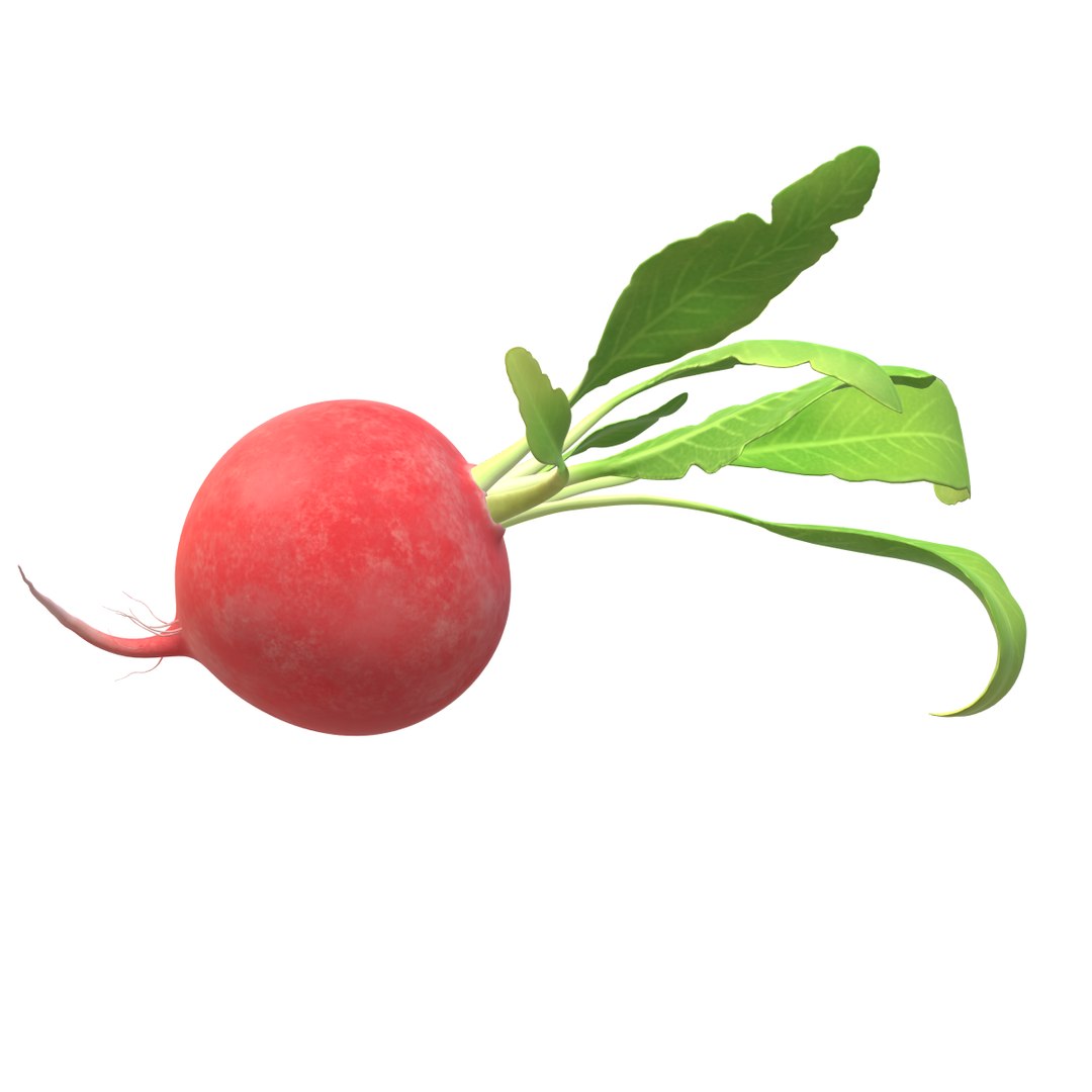 Radish 3D Model - TurboSquid 2347318