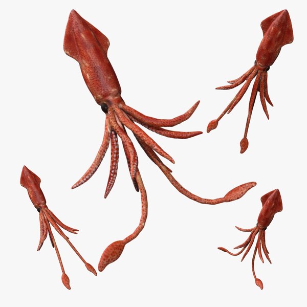 3D Squid Models | TurboSquid