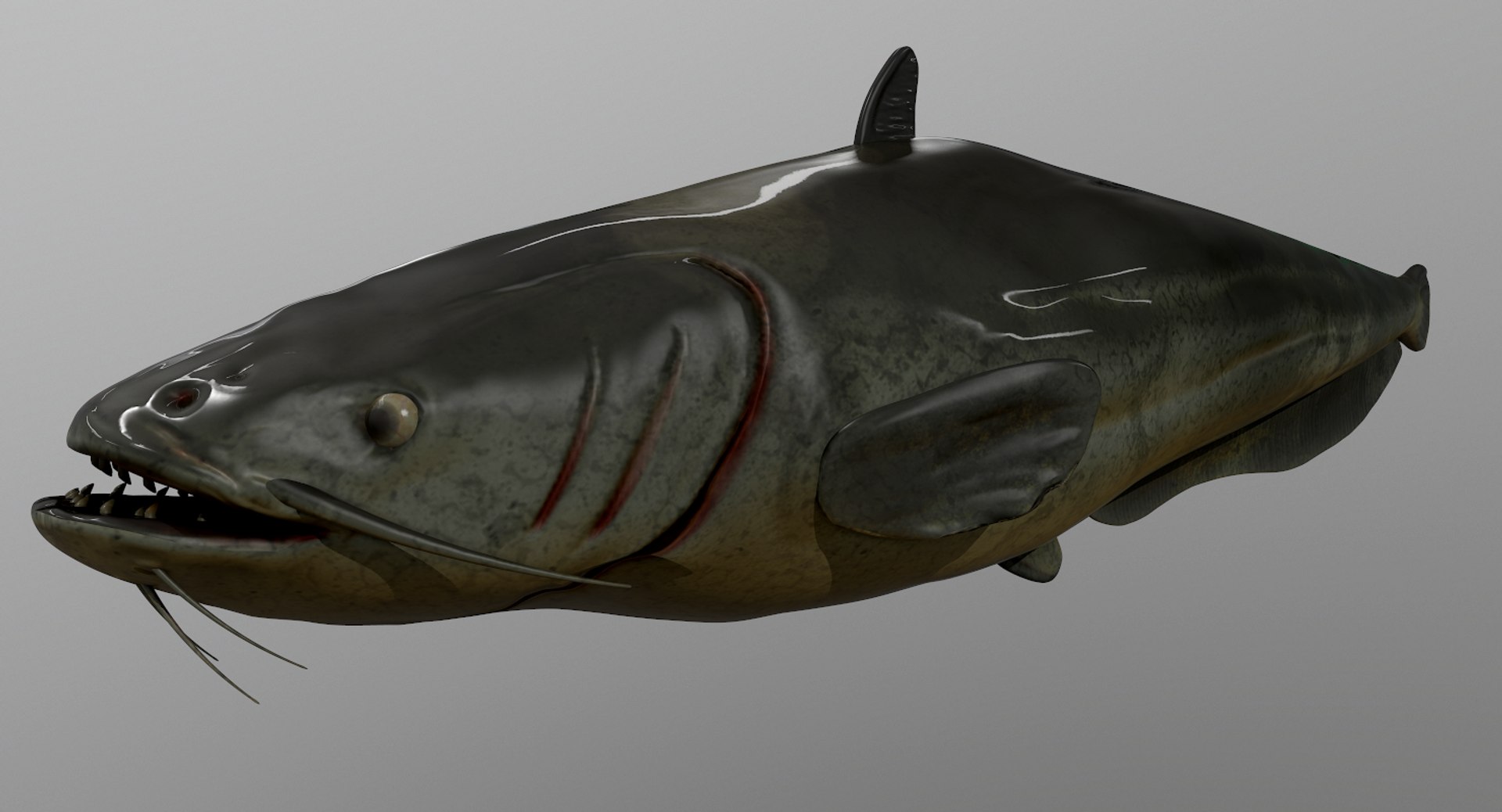 3D Model Ready Catfish - TurboSquid 1251580
