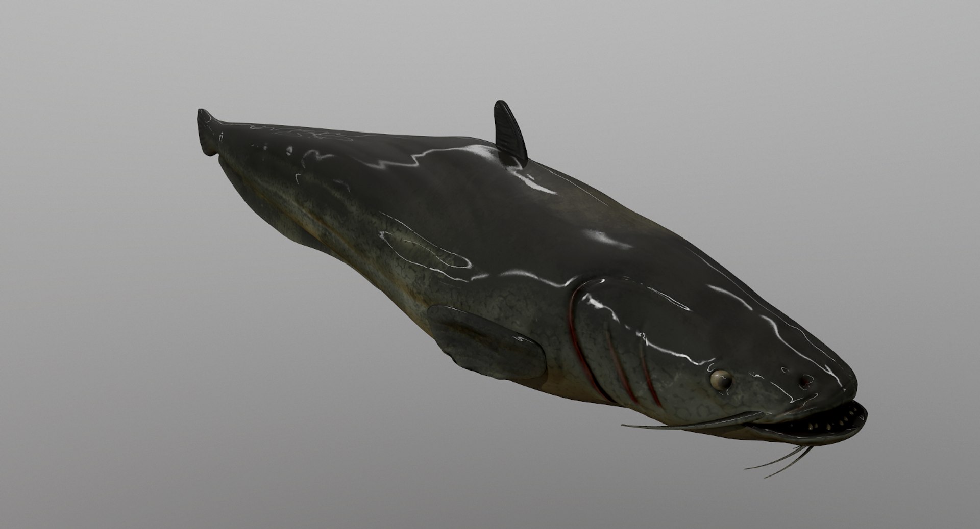 3D Model Ready Catfish - TurboSquid 1251580