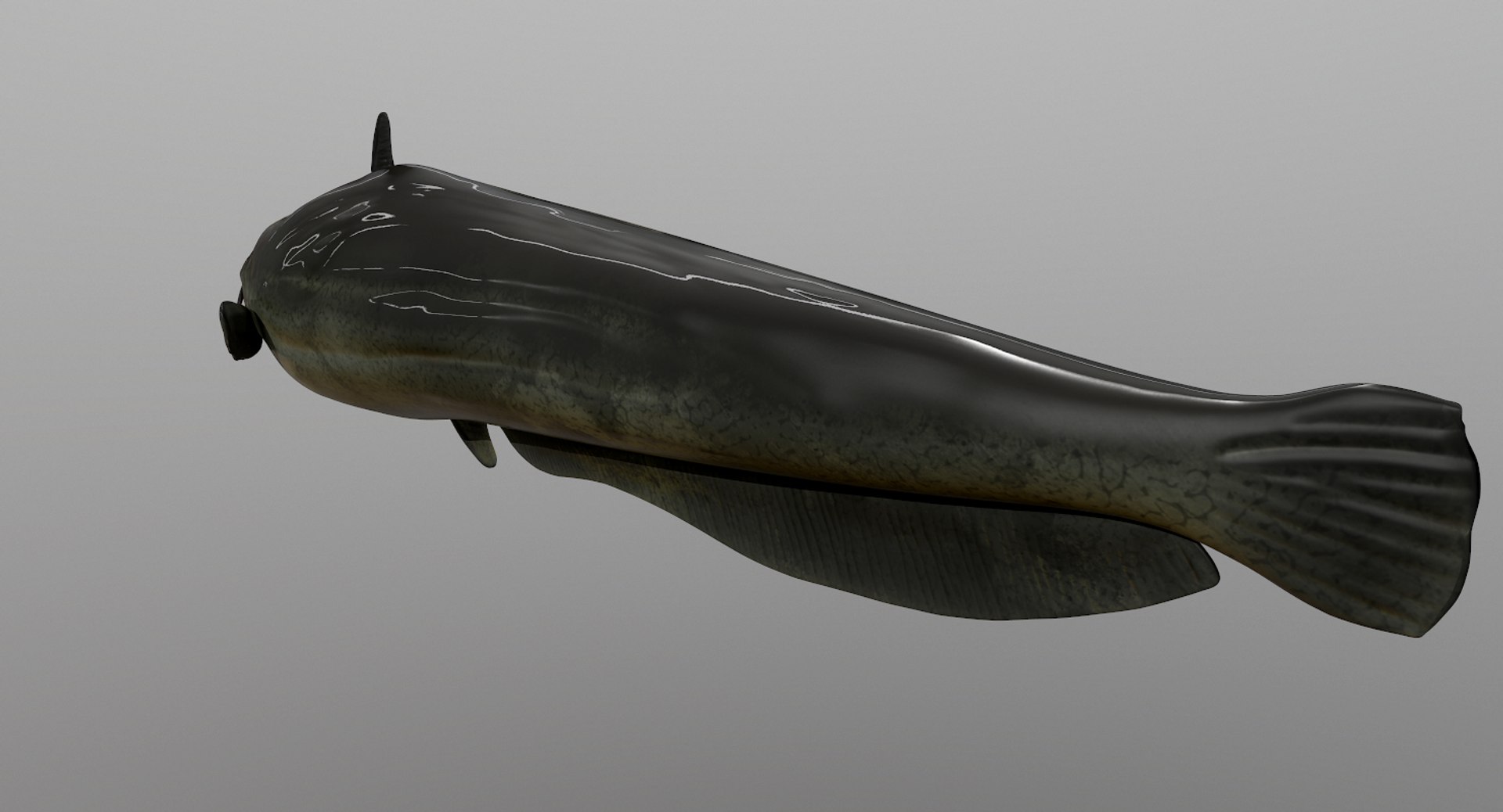 3D Model Ready Catfish - TurboSquid 1251580