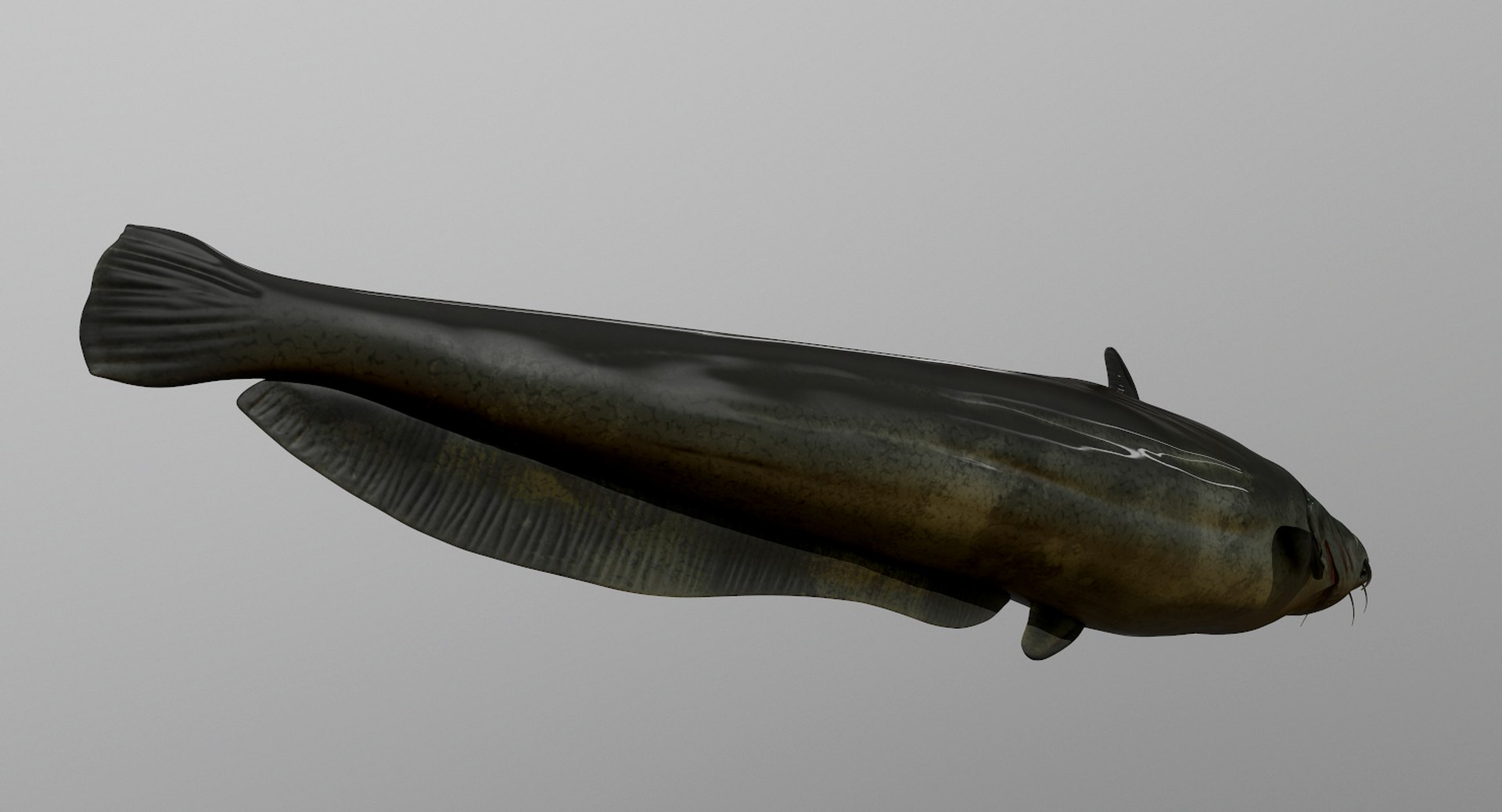 3D Model Ready Catfish - TurboSquid 1251580