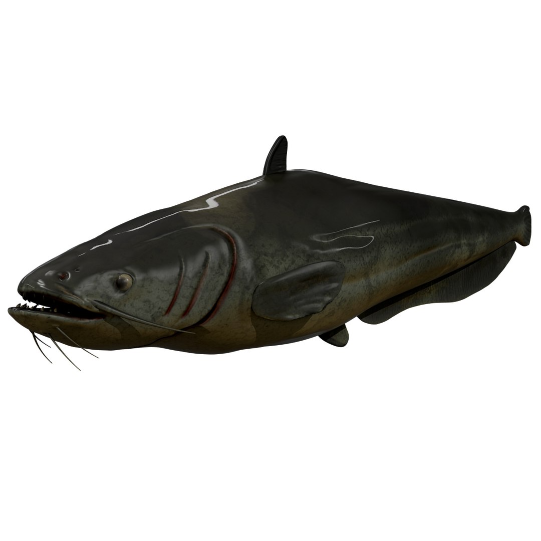 3D Model Ready Catfish - TurboSquid 1251580