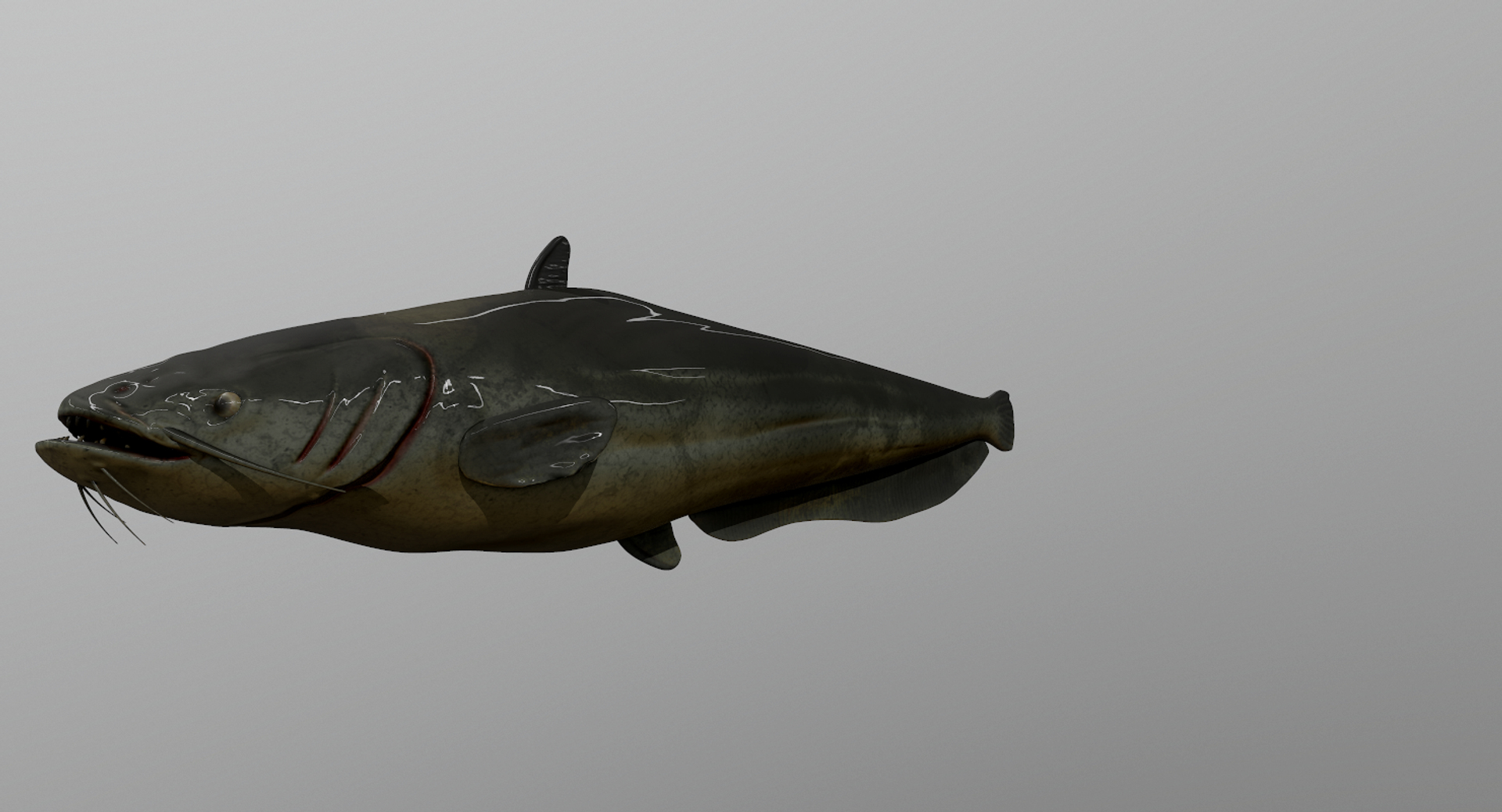 3D Model Ready Catfish - TurboSquid 1251580