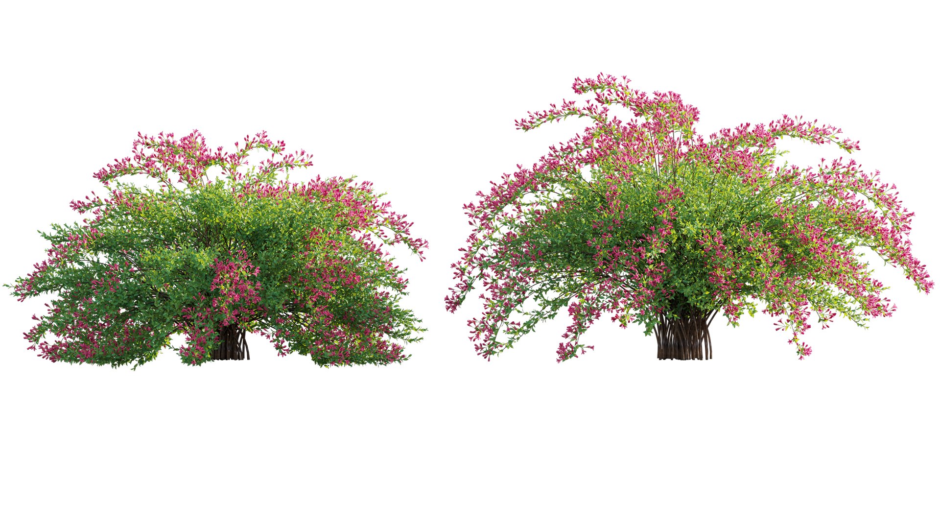 3D Weigela Florida 02 Model - TurboSquid 2396959