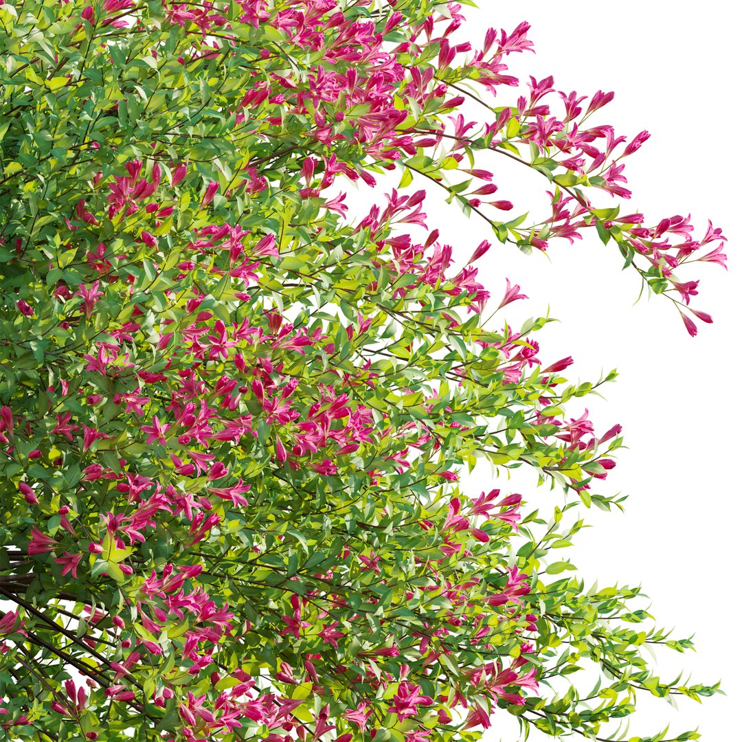 3D Weigela Florida 02 Model - TurboSquid 2396959
