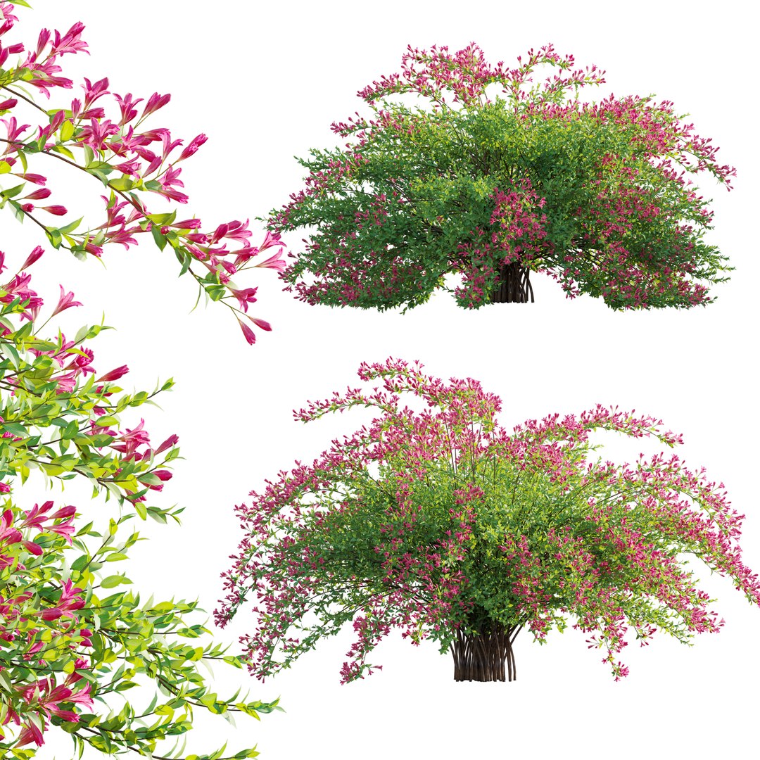 3D Weigela Florida 02 Model - TurboSquid 2396959