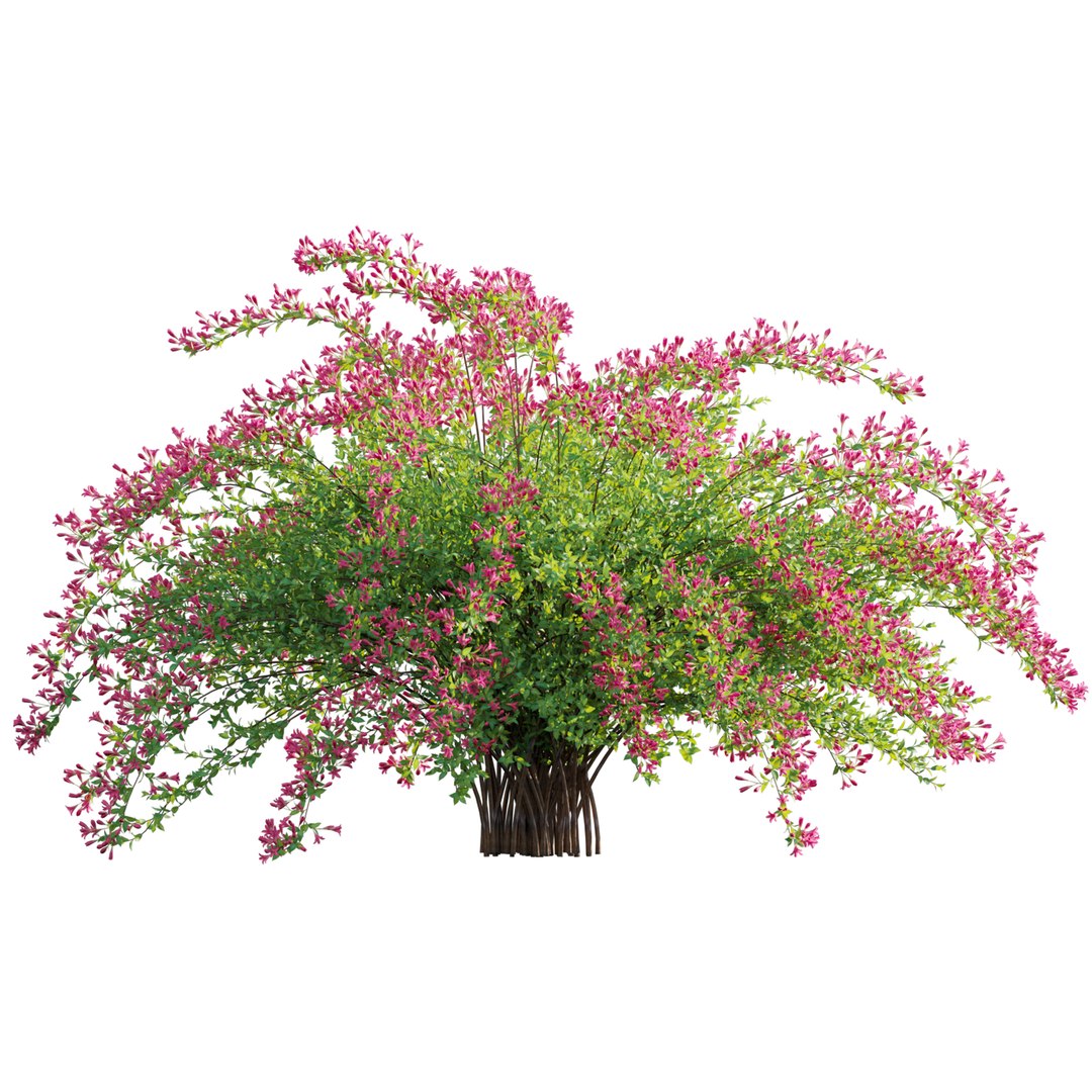 3D Weigela Florida 02 Model - TurboSquid 2396959