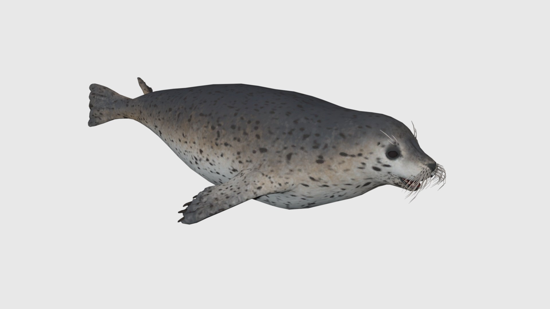 3D Seal Rigged And Animated - TurboSquid 2335784