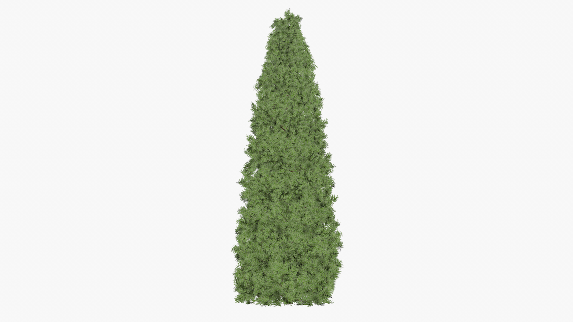 3D thuja tree model - TurboSquid 1671444