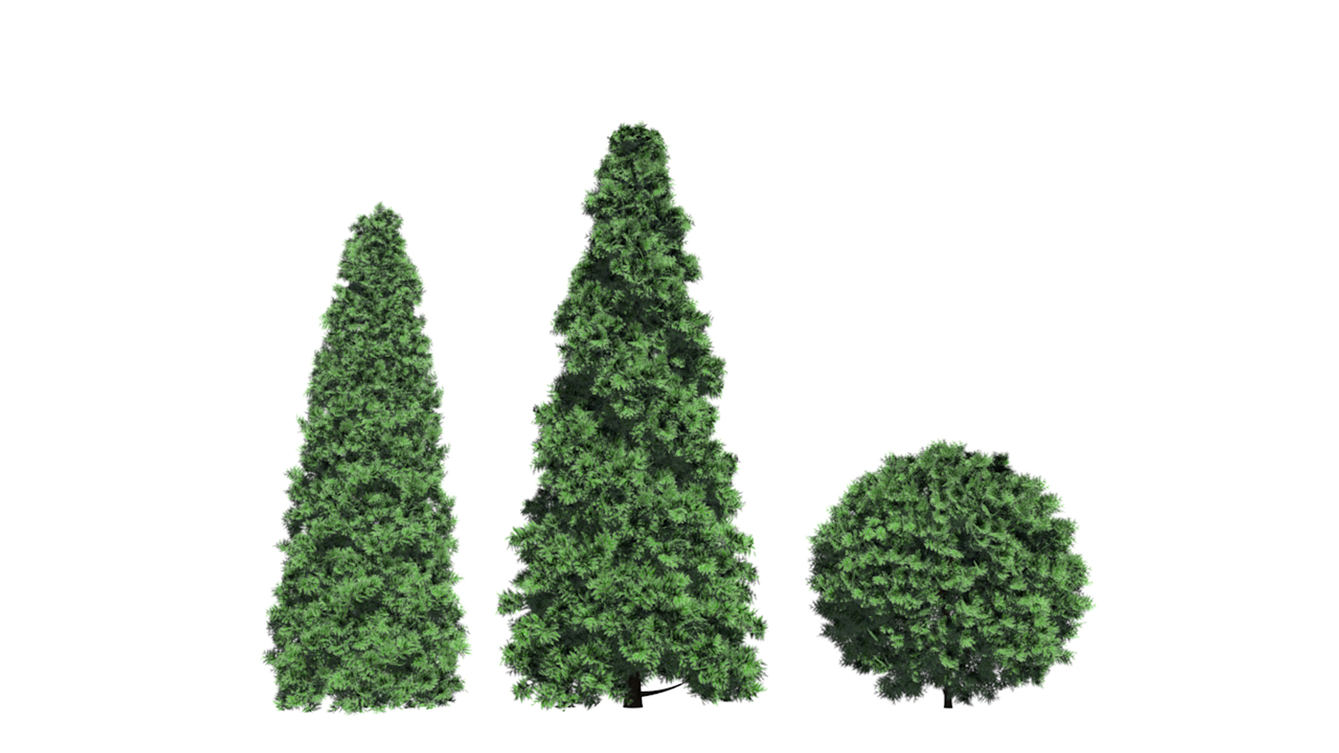 3D Thuja Tree Model - TurboSquid 1671444