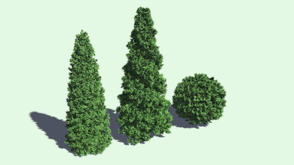 3D thuja tree model - TurboSquid 1671444